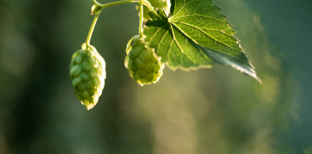 Home - HopSi | Slovenian Hops | Slovenian Hop Varieties | Website about ...