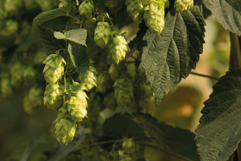 Home - HopSi | Slovenian Hops | Slovenian Hop Varieties | Website about ...